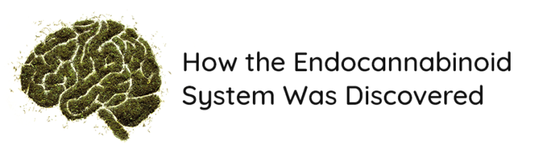 What is the Endocannabinoid System?