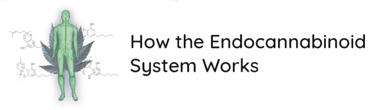 What is the Endocannabinoid System?